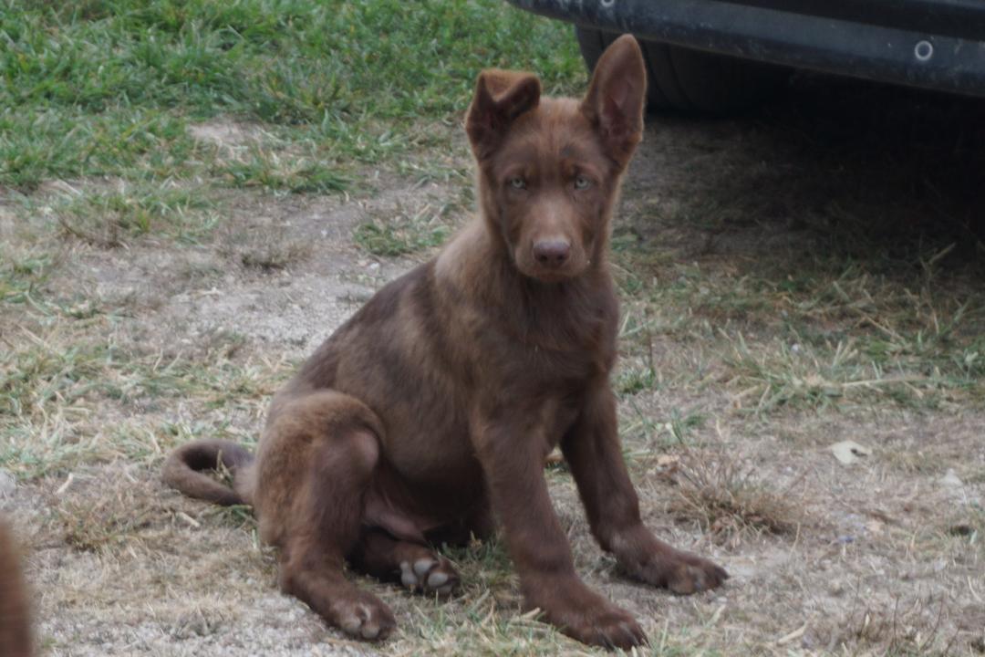 LIVER GSD – LAKESIDE SHEPHERDS