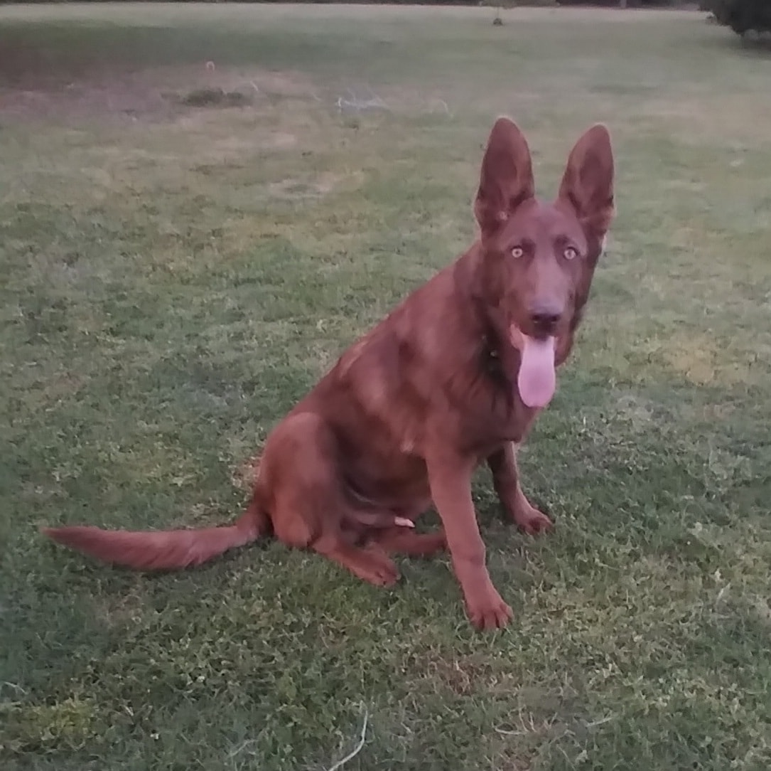 LIVER GSD – LAKESIDE SHEPHERDS