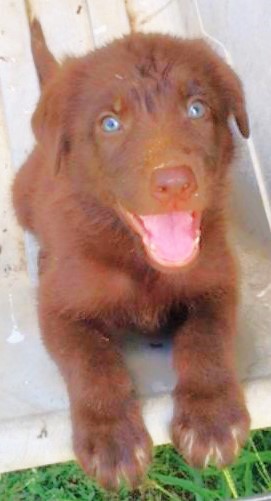 PUPS & ADULTS AVAILABLE – LAKESIDE SHEPHERDS